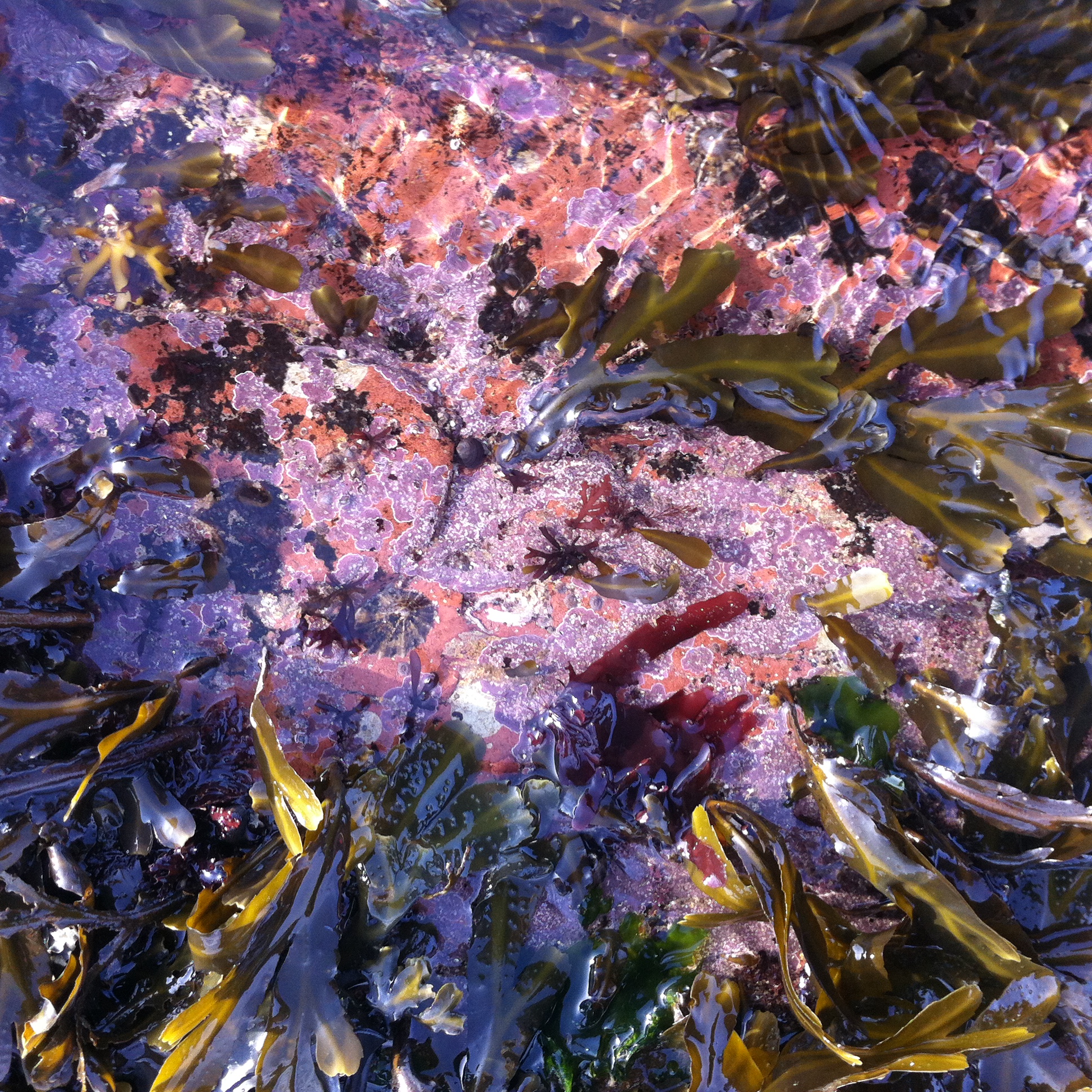 Pink explosion | Tang and Ware